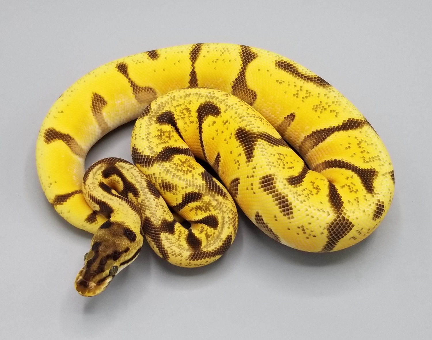 Super Orange Dream Super Enchi Spotnose 66% Het Hypo Ball Python by ...