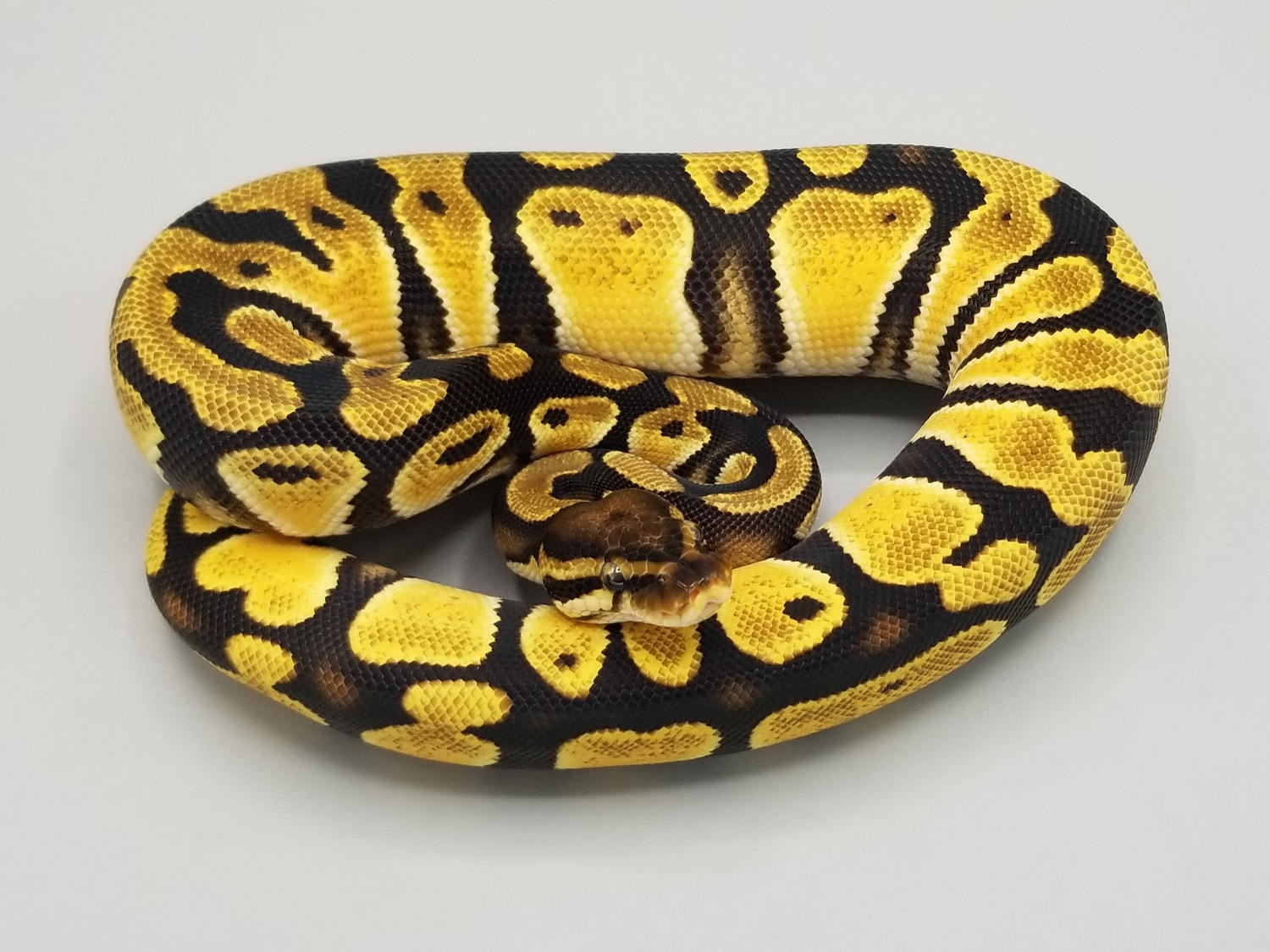 Super Orange Dream 66% Het Hypo Ball Python by Milbradt & Caponetto ...