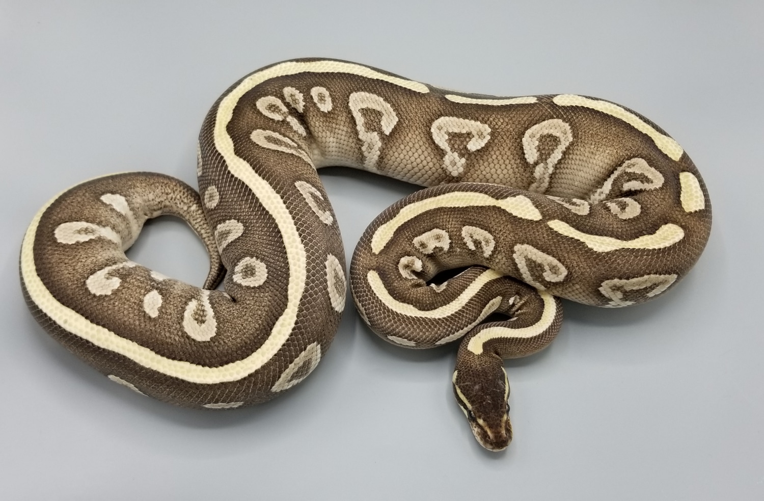 Super Mystic Ball Python by Milbradt & Caponetto Pythons - MorphMarket