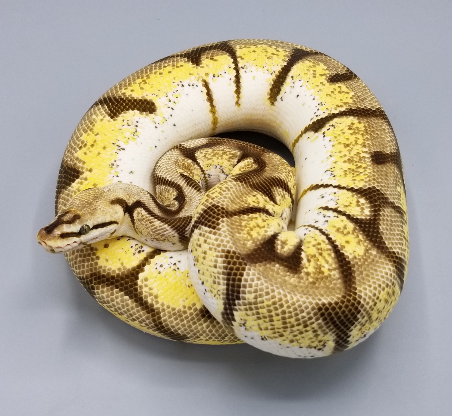 Super Orange Dream Spider Ball Python by Milbradt & Caponetto Pythons ...