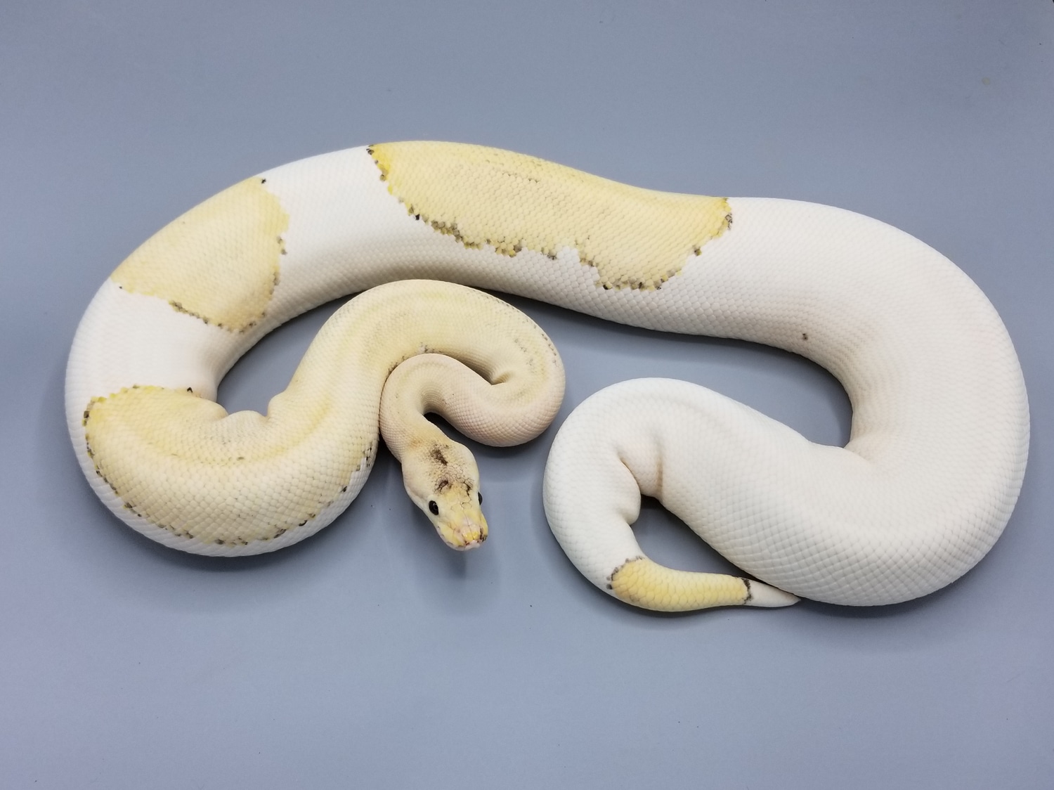 Orange Dream Champagne Het Pied 50% Het Hypo Possible Enchi/Super Enchi ...