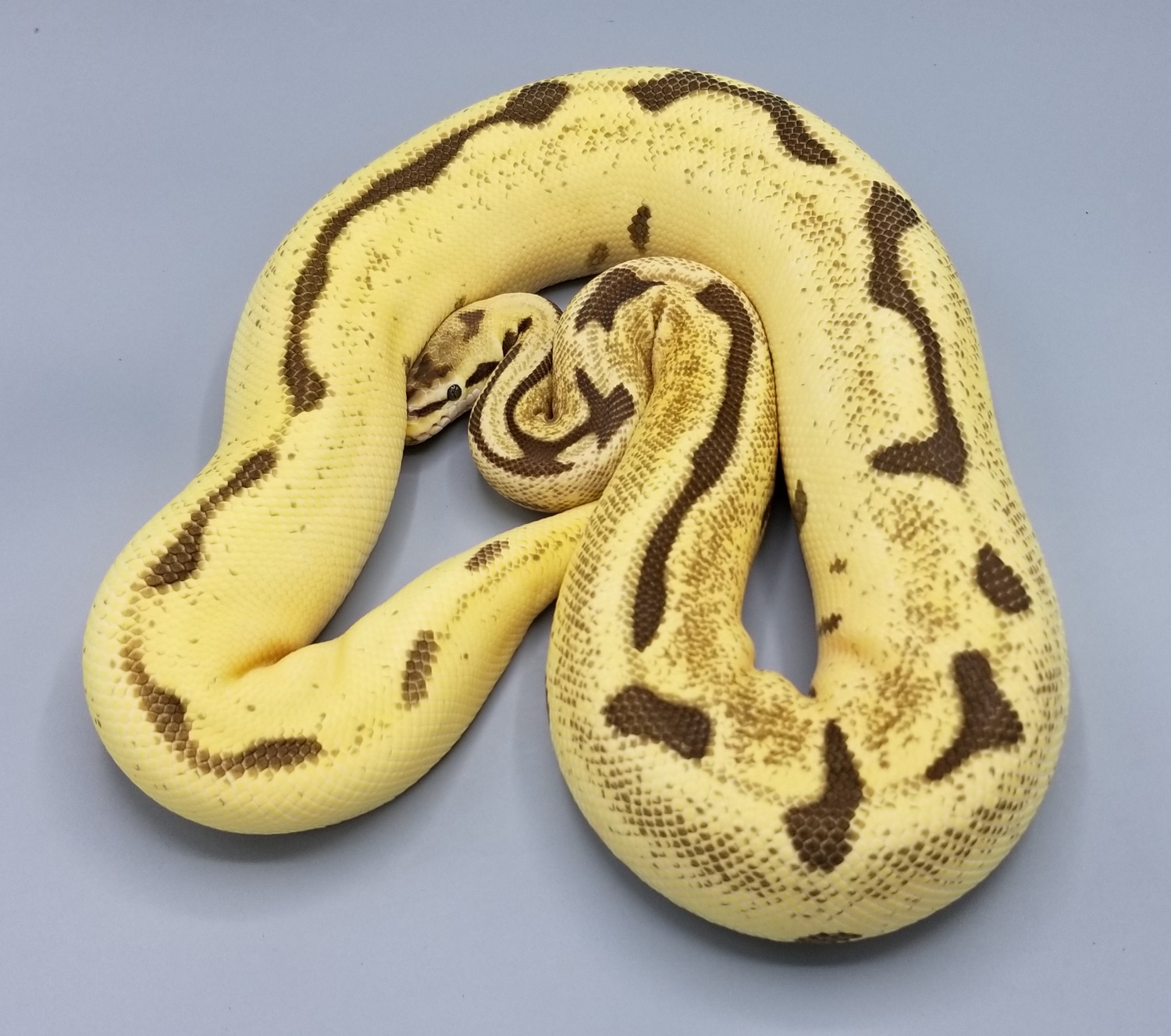 Super Orange Dream Leopard Fire Spider Ball Python by Milbradt ...