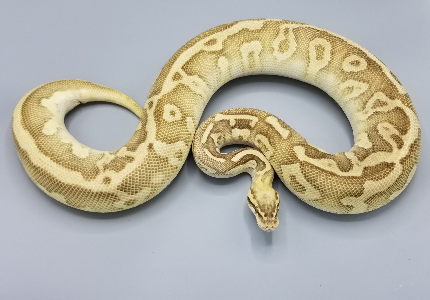 Pastel Leopard Butter Possible Lace Ball Python by Milbradt & Caponetto ...