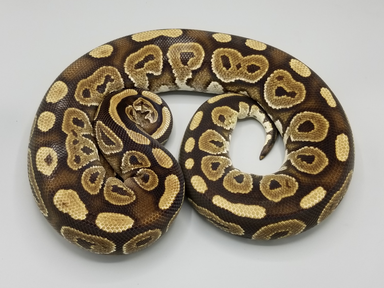 Black Pastel Ball Python by Milbradt & Caponetto Pythons - MorphMarket