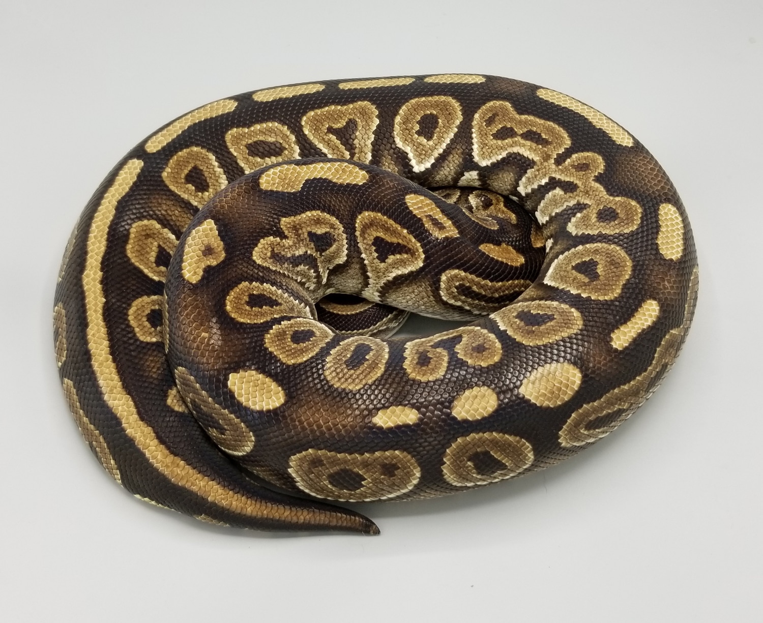 Black Pastel Ball Python by Milbradt & Caponetto Pythons - MorphMarket