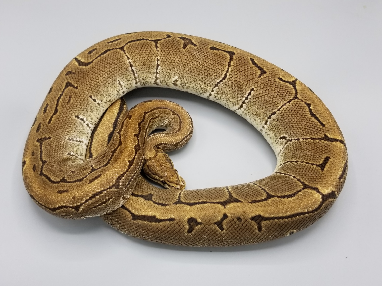 Pinstripe Het Hypo Ball Python by Milbradt & Caponetto Pythons ...
