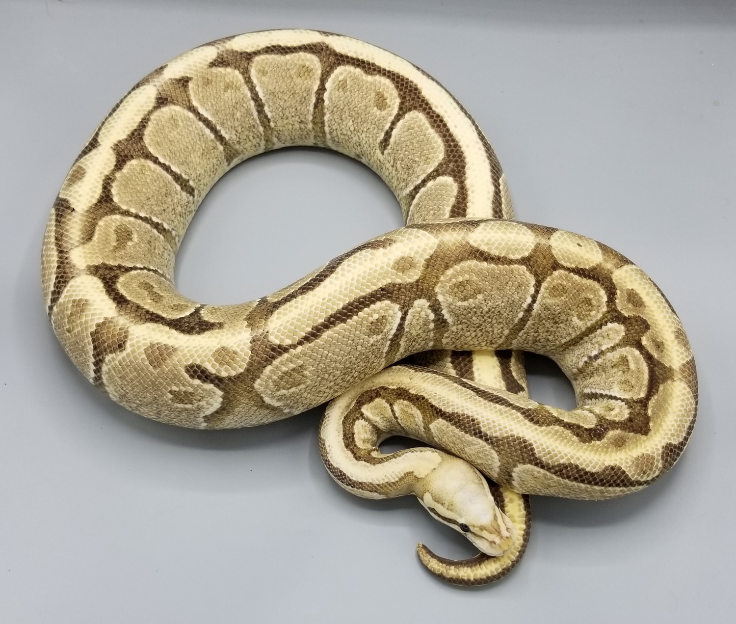 Super Vanilla Ball Python by Milbradt & Caponetto Pythons - MorphMarket