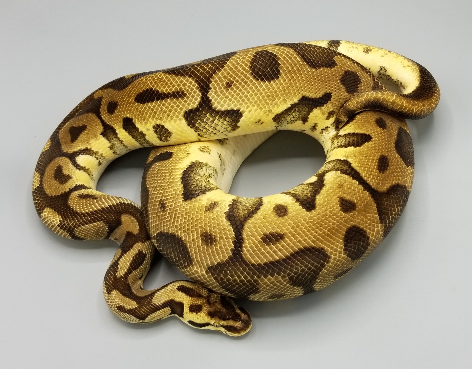 Pastel Leopard Enchi Ball Python by Milbradt & Caponetto Pythons ...