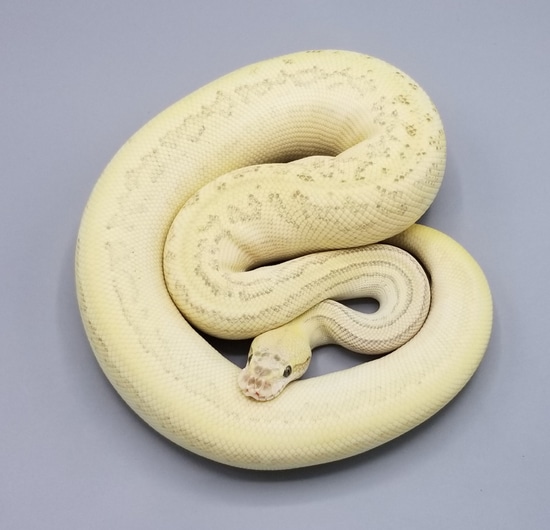 Orange Dream Leopard Lesser Pinstripe Firefly Ball Python by Milbradt ...