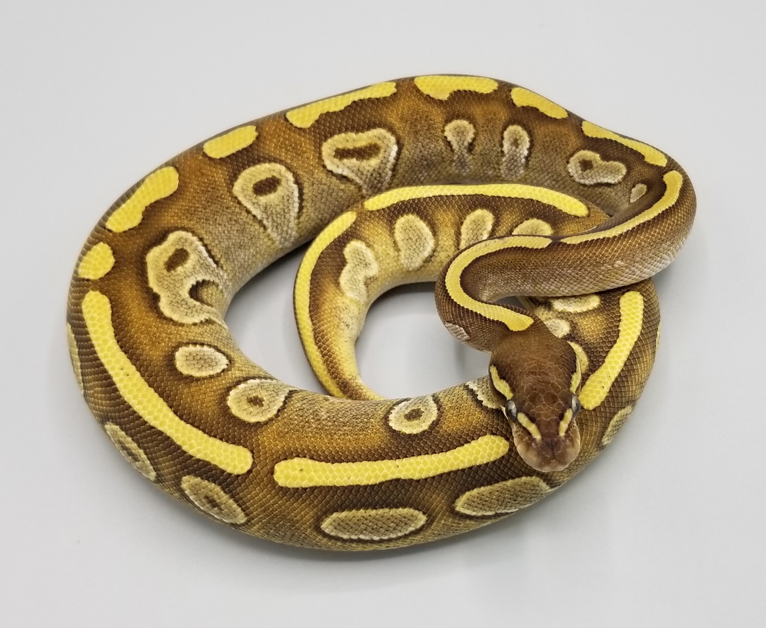 Mahogany Mojave Enchi Het Pied Ball Python by Milbradt & Caponetto ...