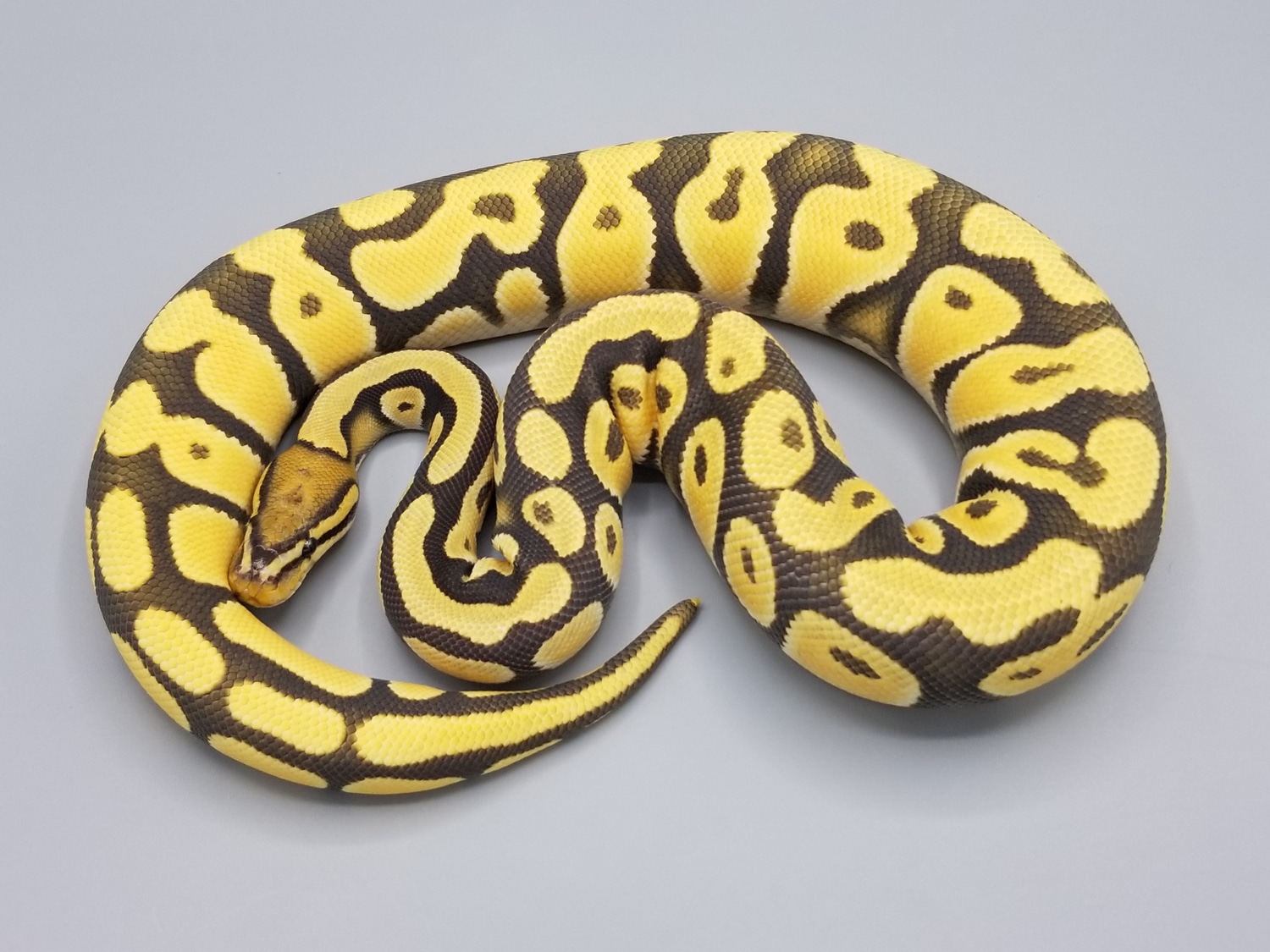 Hypo Super Orange Dream Ball Python by Milbradt & Caponetto Pythons ...