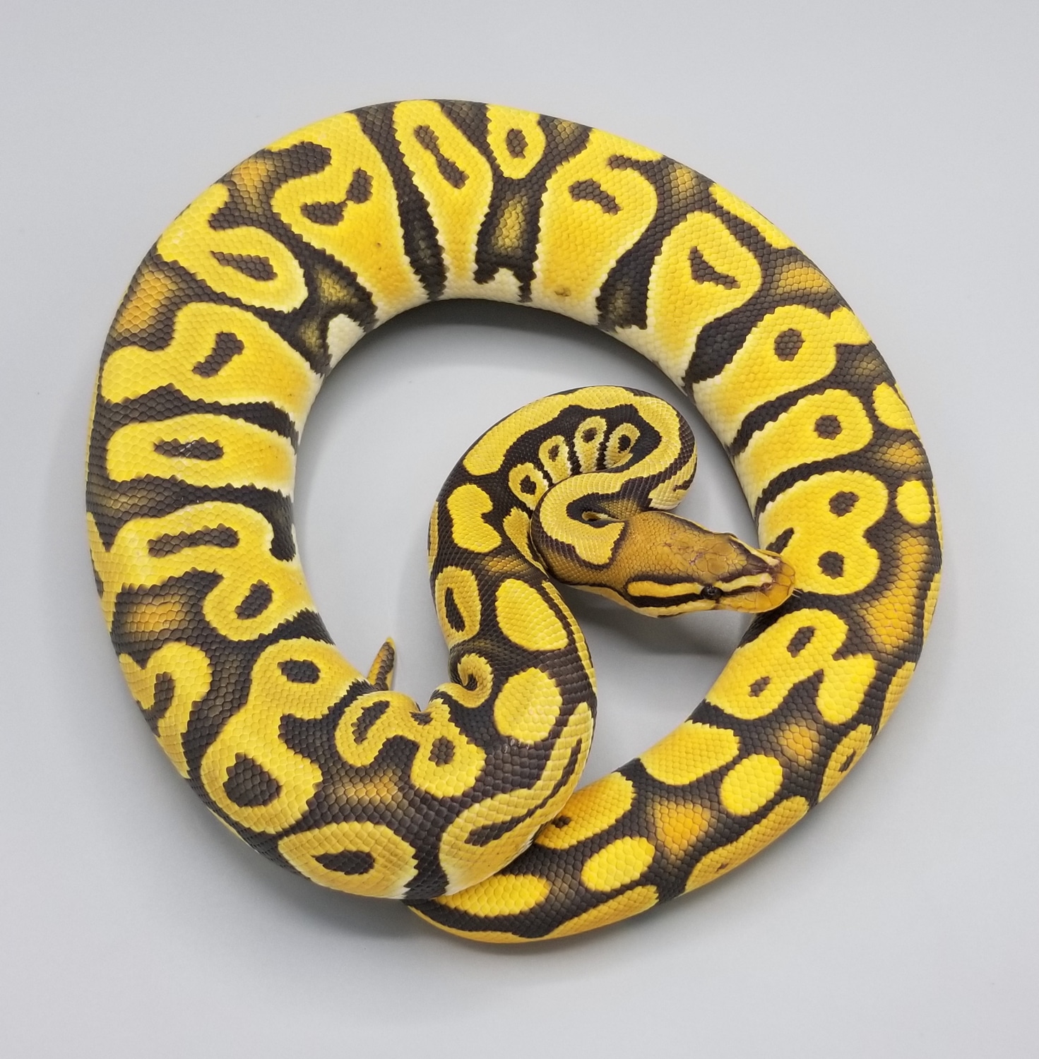 Hypo Super Orange Dream Ball Python by Milbradt & Caponetto Pythons ...