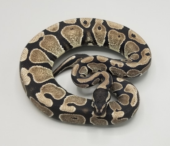 VPI Axanthic Ball Python by Milbradt & Caponetto Pythons