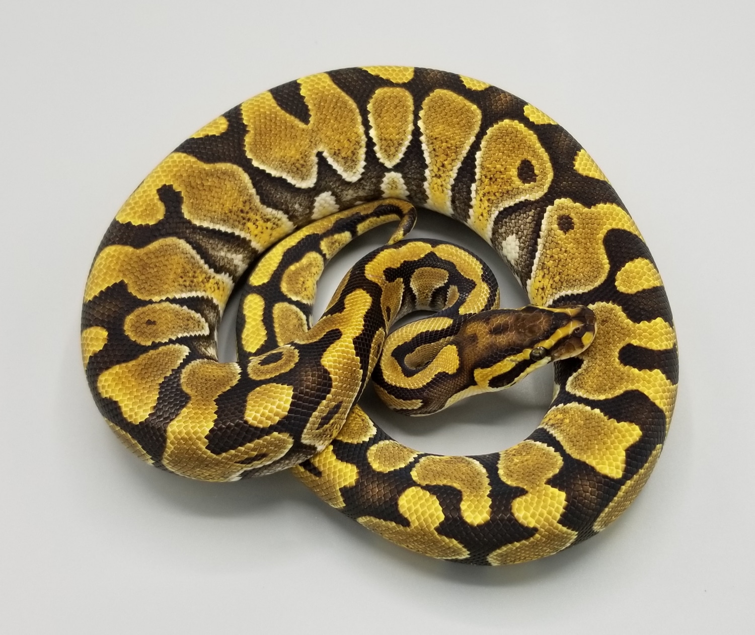 Enchi Het Hypo 50% Het Monsoon Ball Python by Milbradt & Caponetto ...
