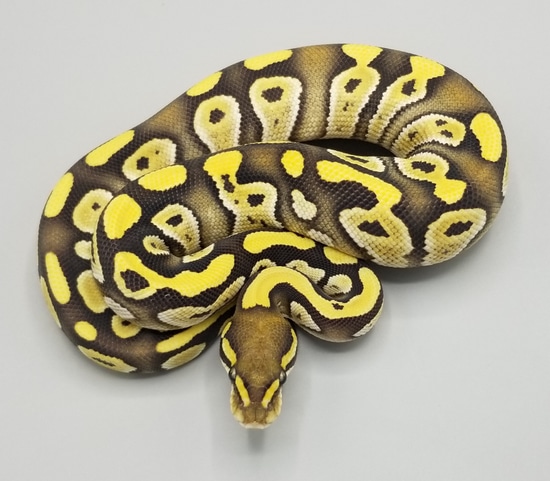 Mojave Desert Ghost Ball Python by Milbradt & Caponetto Pythons ...