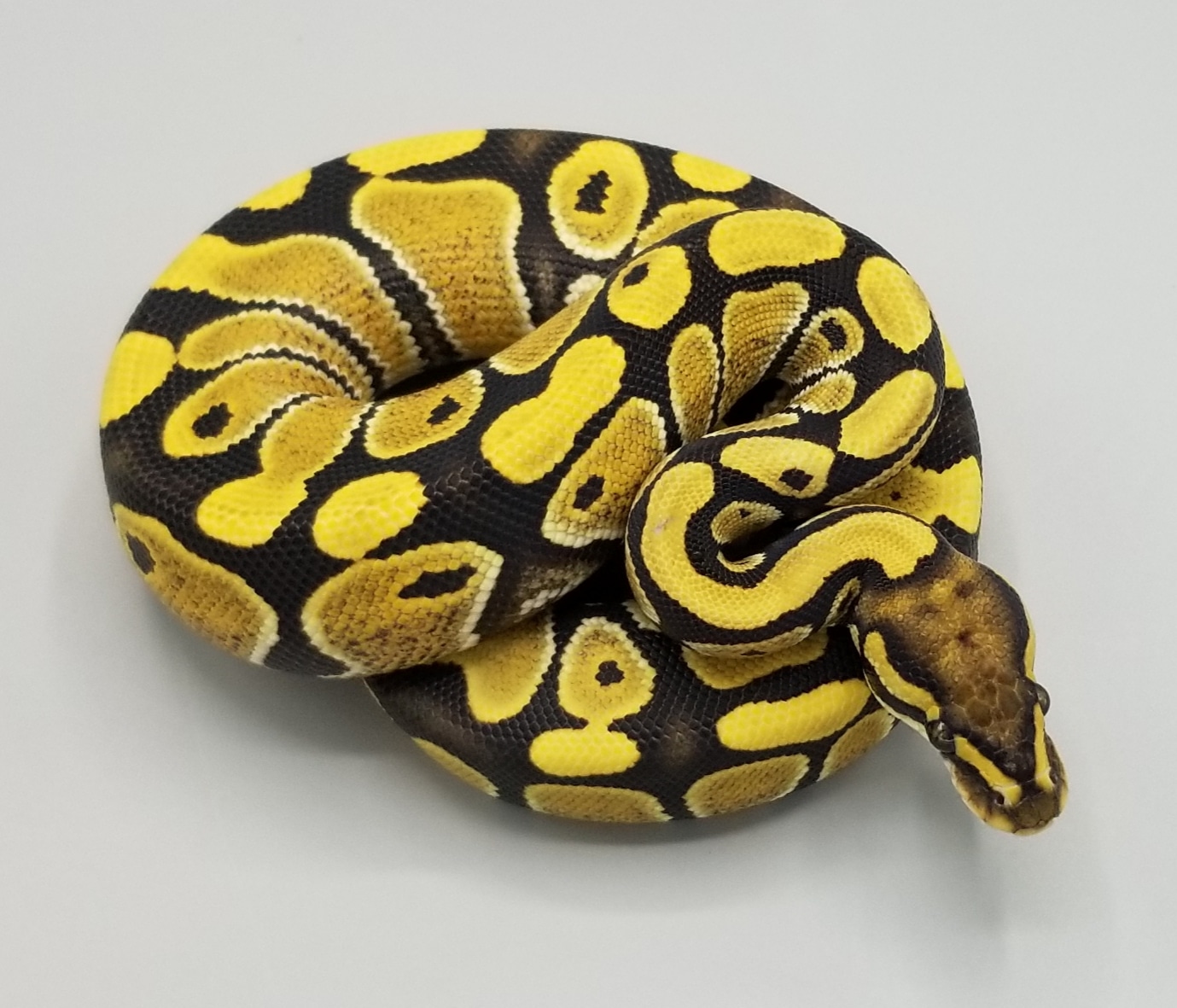 Desert Ghost Ball Python by Milbradt & Caponetto Pythons - MorphMarket
