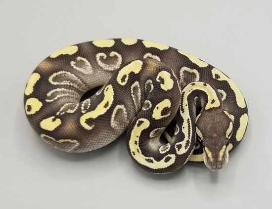 GHI Mojave Desert Ghost Ball Python by Milbradt & Caponetto Pythons