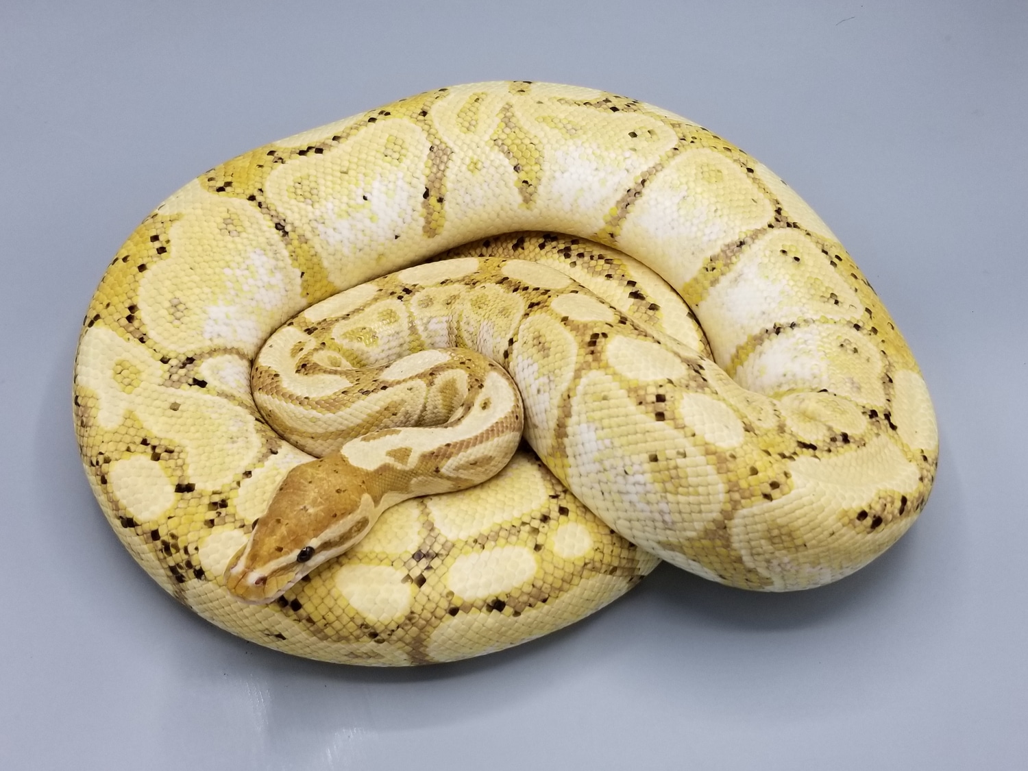 Banana Ball Python by Milbradt & Caponetto Pythons - MorphMarket