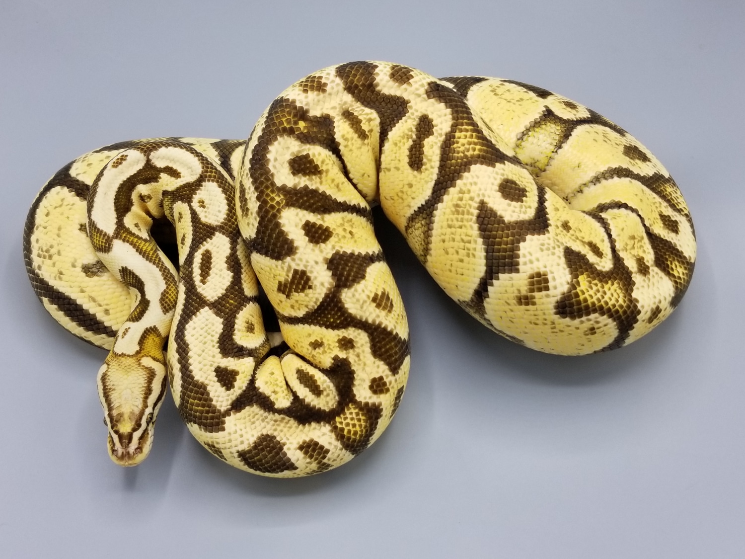 Pastel Vanilla Yellowbelly Ball Python by Milbradt & Caponetto Pythons ...