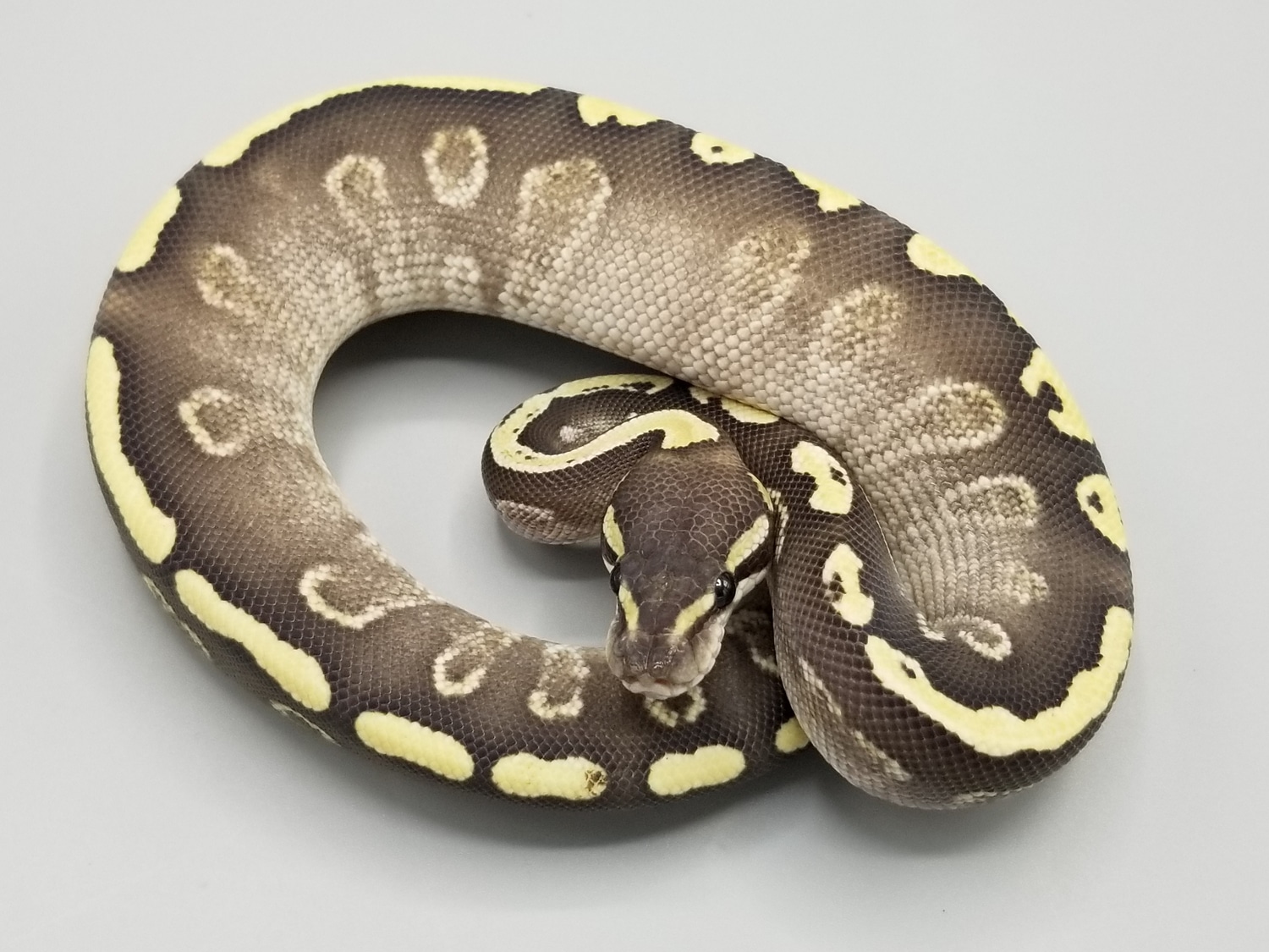 GHI Mojave Desert Ghost Ball Python by Milbradt & Caponetto Pythons ...