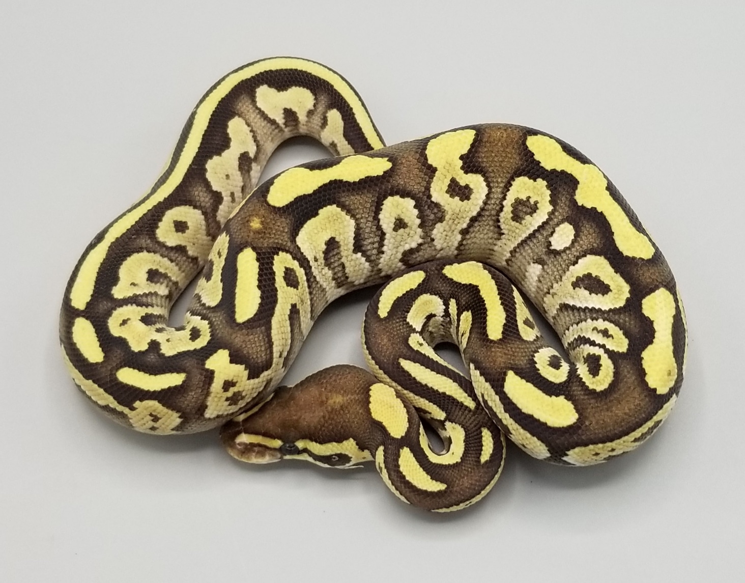 Fire Mojave Het VPI Axanthic Ball Python by Milbradt & Caponetto ...