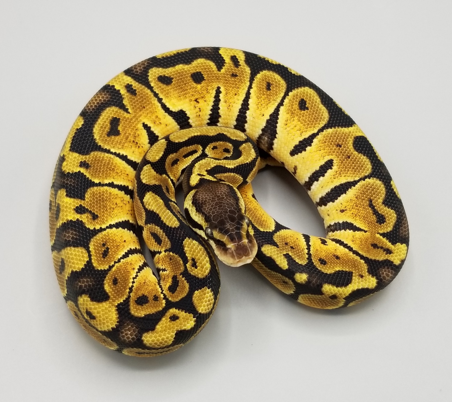 Pastel Het Puzzle Ball Python by Milbradt & Caponetto Pythons - MorphMarket