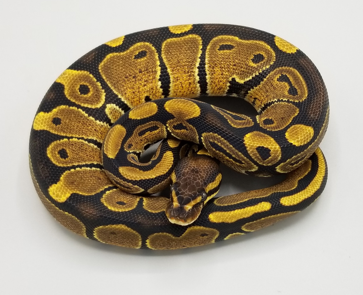 Het Desert Ghost Ball Python by Milbradt & Caponetto Pythons - MorphMarket