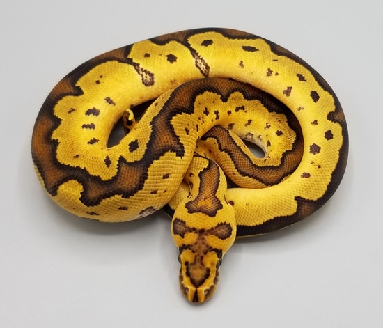Fire Clown Ball Python by Milbradt & Caponetto Pythons
