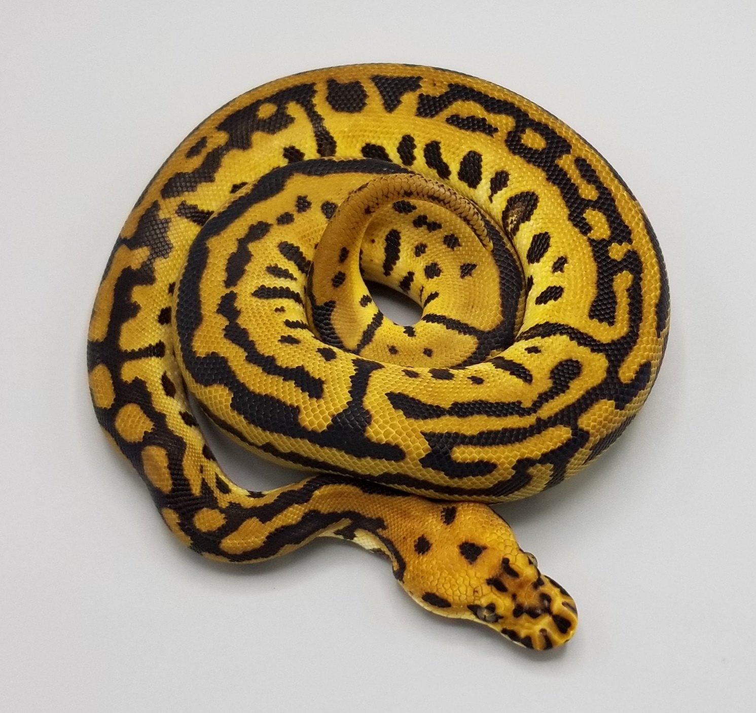 Batman Ball Python by Milbradt & Caponetto Pythons - MorphMarket