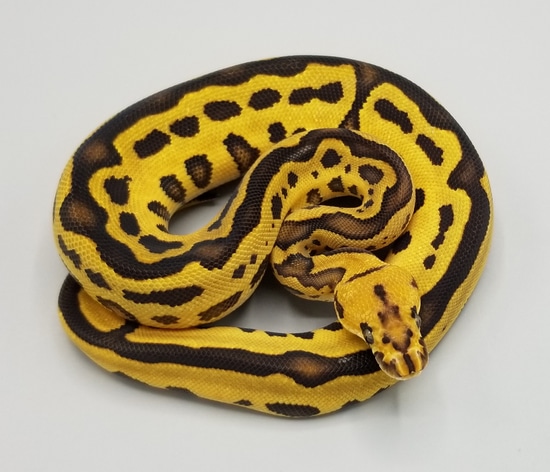 Orange Dream Leopard Clown Ball Python by Milbradt & Caponetto Pythons