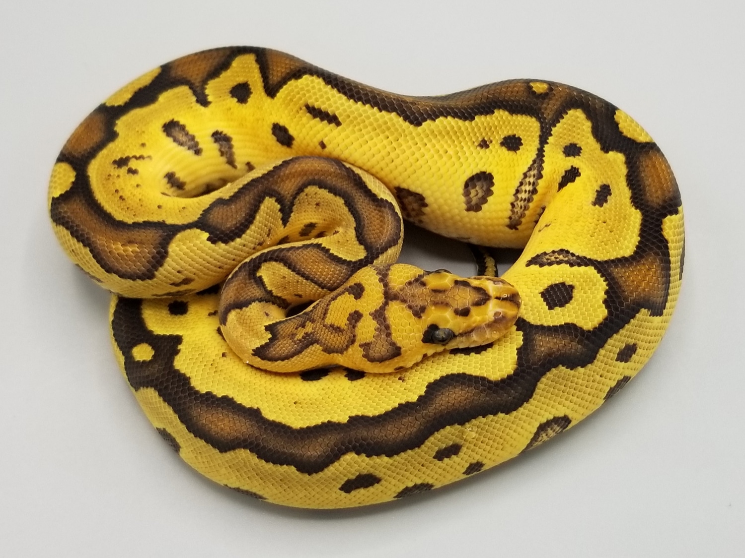 Fire Clown Possible Orange Dream Ball Python by Milbradt & Caponetto ...
