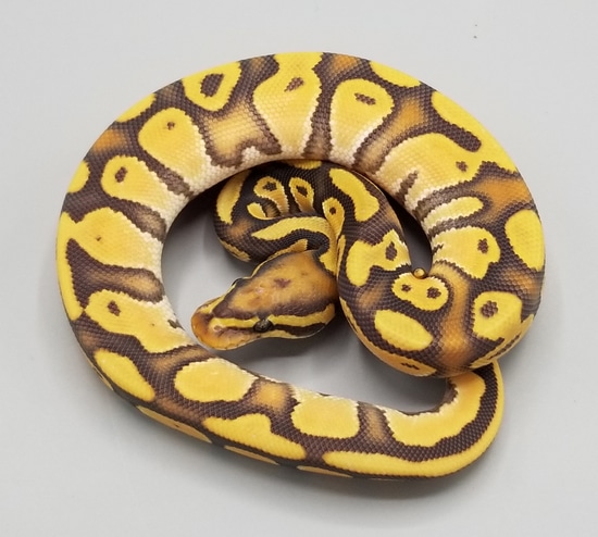 Hypo Super Orange Dream Possible Vanilla Ball Python by Milbradt ...