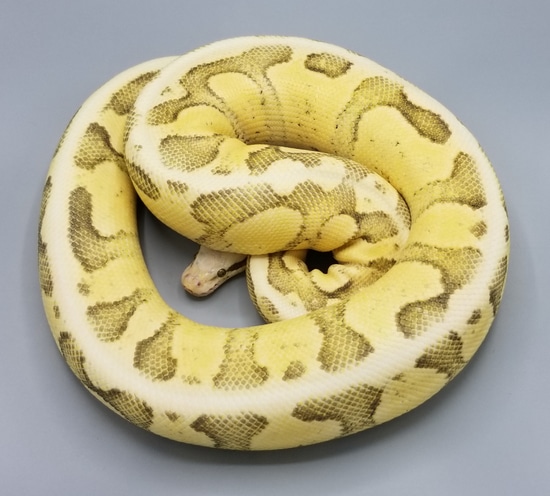 Pastel Super Vanilla Ball Python by Milbradt & Caponetto Pythons ...