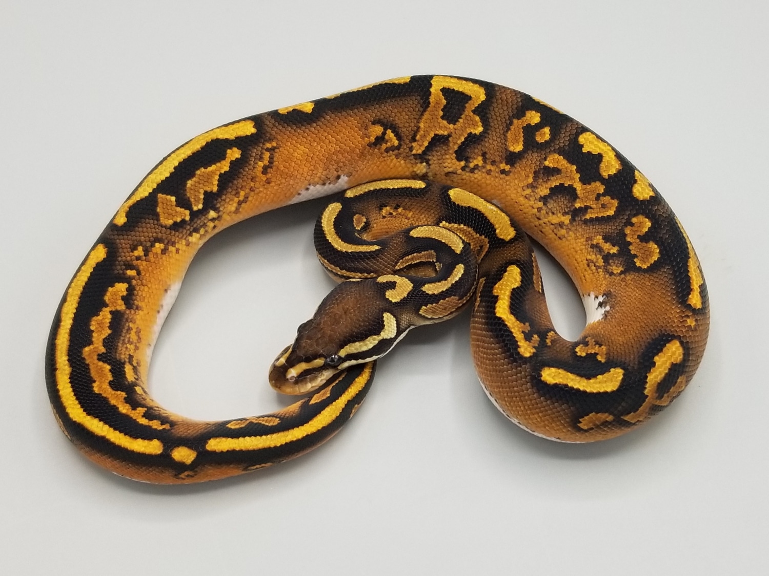 Black Pastel Yellowbelly Double Het Desert Ghost/Pied Ball Python by ...