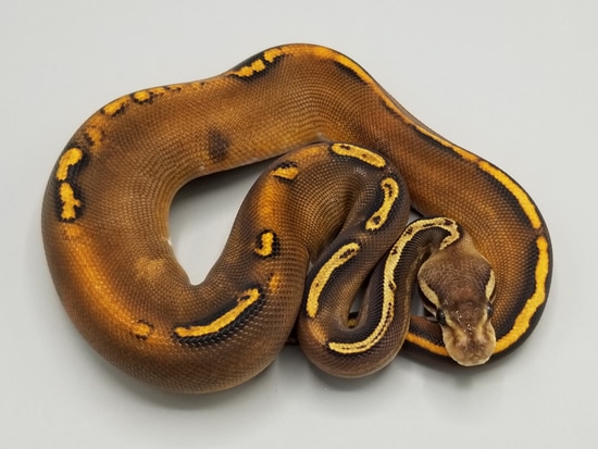 GHI Black Pastel Yellowbelly Double Het Desert Ghost/Pied Ball Python ...
