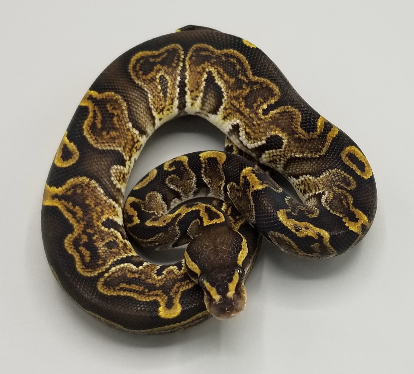 GHI Double Het Desert Ghost/Pied Ball Python by Milbradt & Caponetto ...