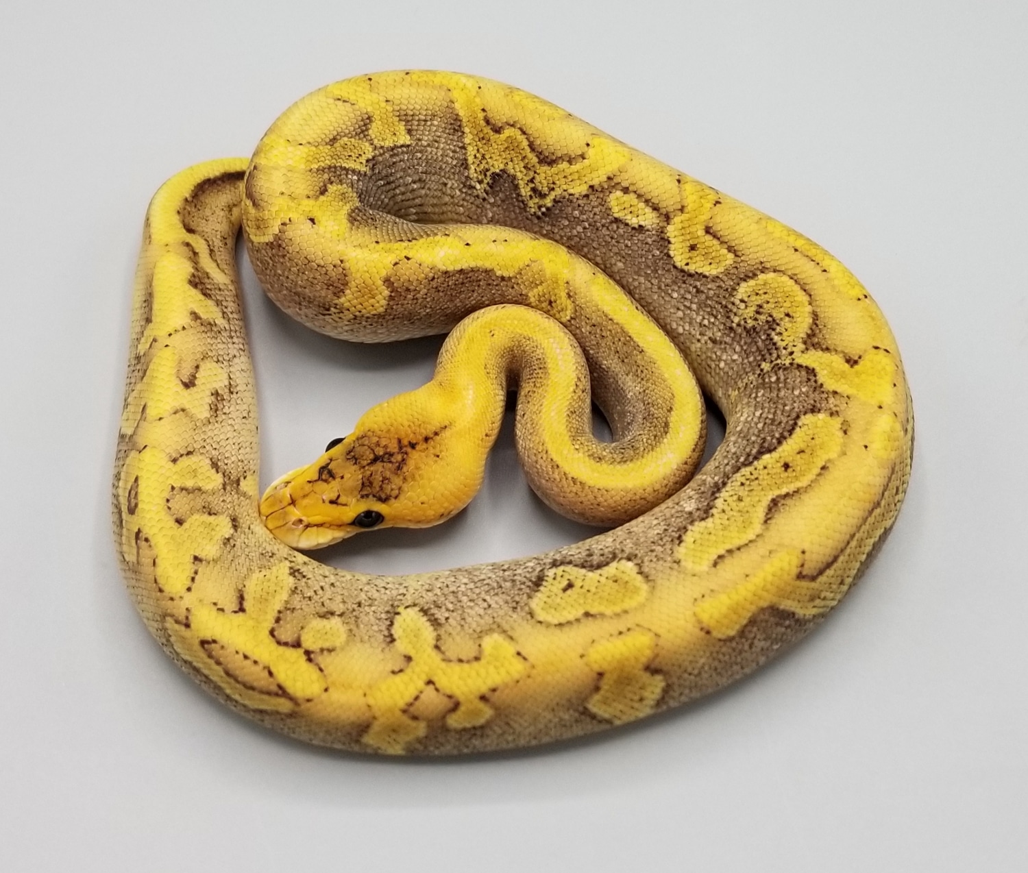 Champagne Enchi Possible Leopard Ball Python by Milbradt & Caponetto ...