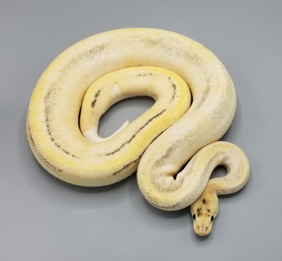Orange Dream Enchi Champagne Het Pied Ball Python by Milbradt ...