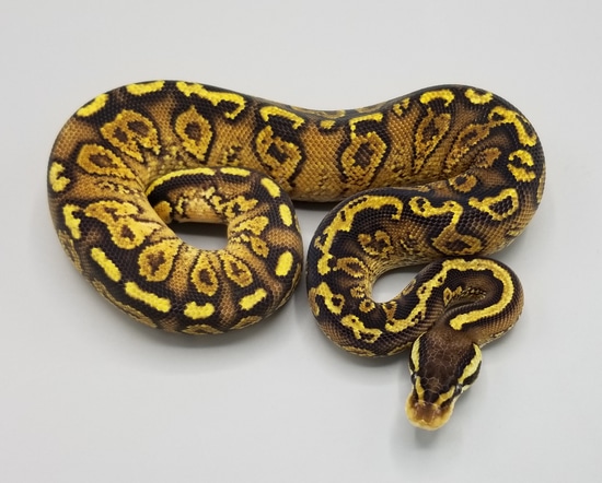 Pastel Sentinel Ball Python by Milbradt & Caponetto Pythons