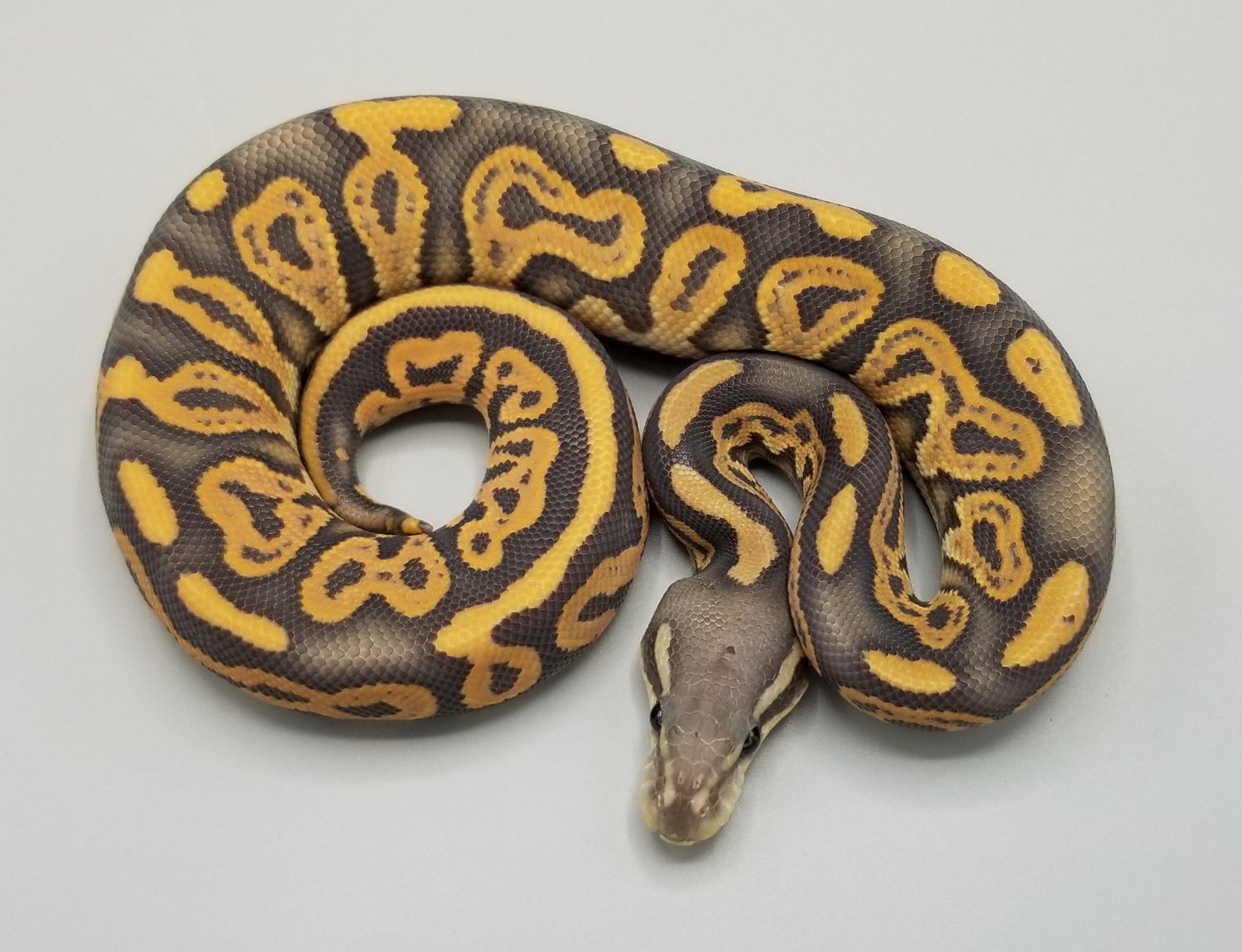 Hypo Orange Dream Black Pastel Ball Python by Milbradt & Caponetto Pythons - MorphMarket