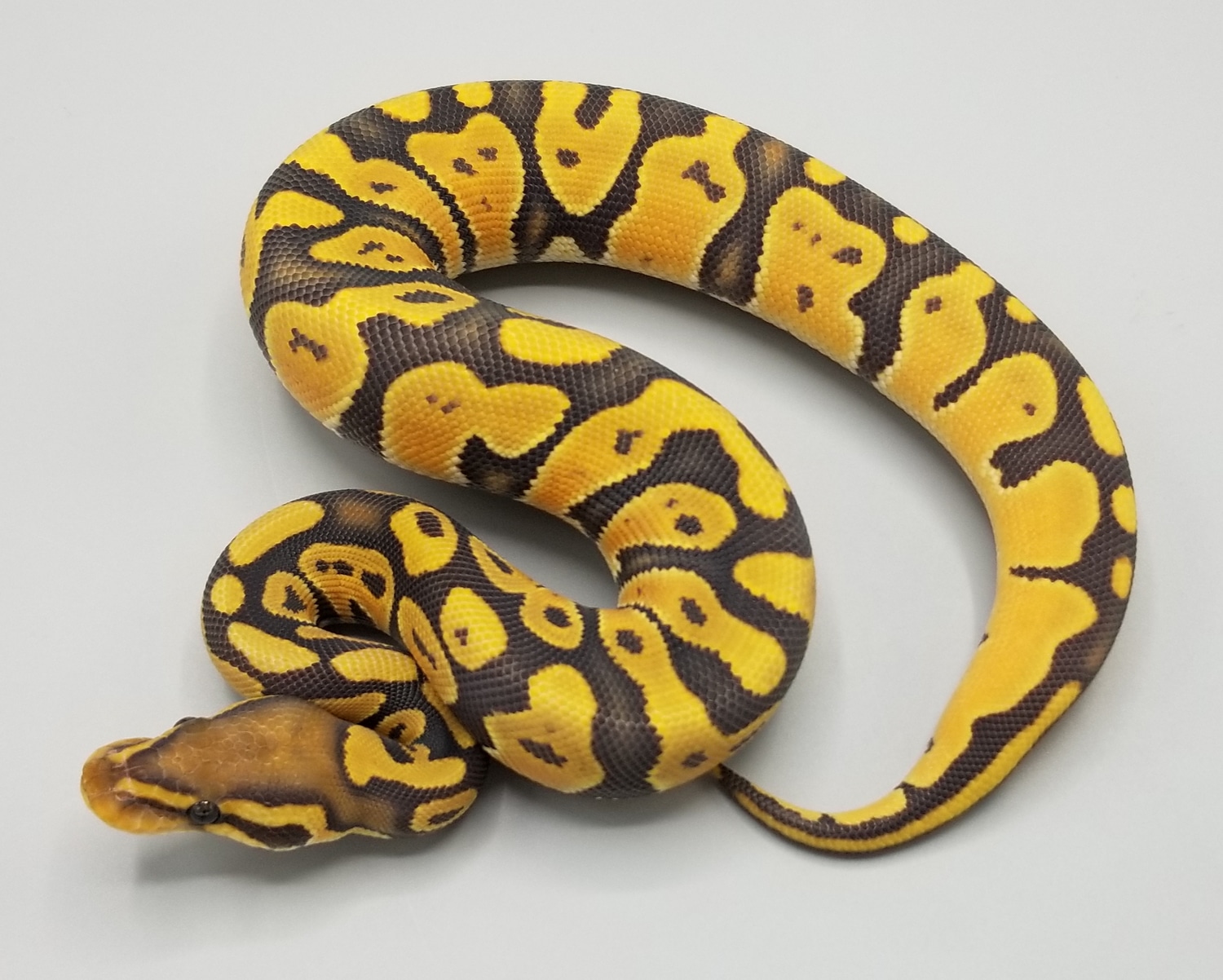 Hypo Orange Dream Ball Python by Milbradt & Caponetto Pythons - MorphMarket