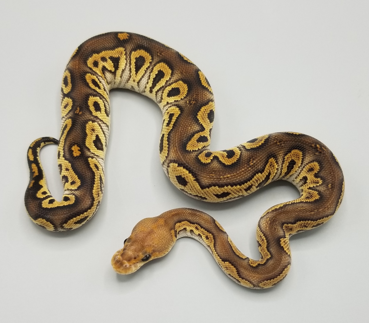 Black Pastel Clown Ball Python by Milbradt & Caponetto Pythons ...