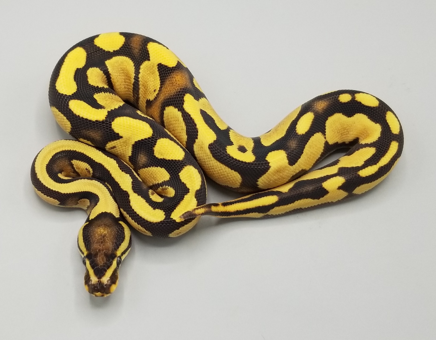 Super Orange Dream Fire Het Pied Ball Python by Milbradt & Caponetto ...
