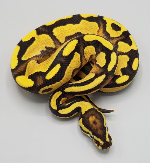 Orange Dream Fire Yellowbelly Het Pied Ball Python by Milbradt ...