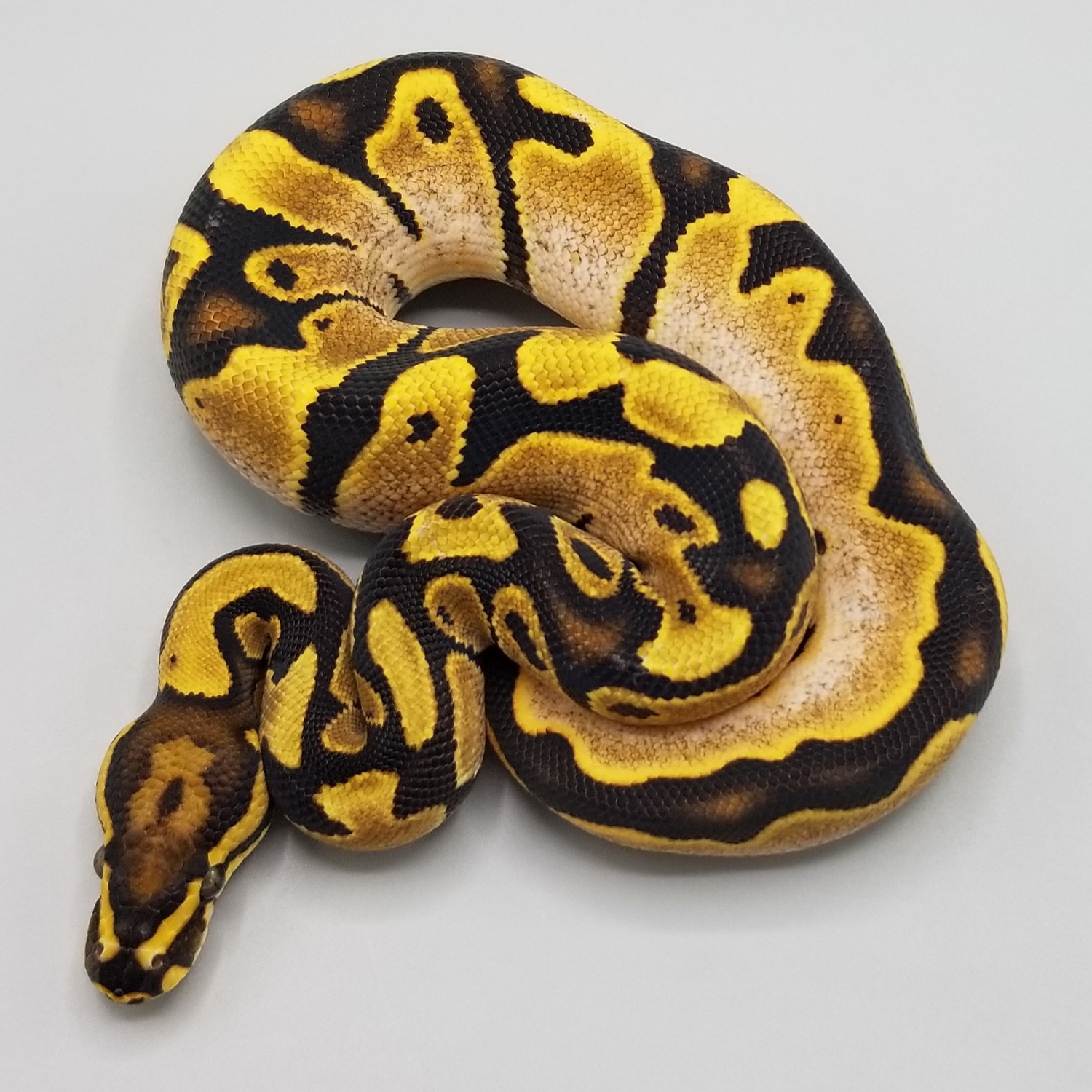 Orange Dream Vanilla Calico 50% Het Monsoon Ball Python by Milbradt ...
