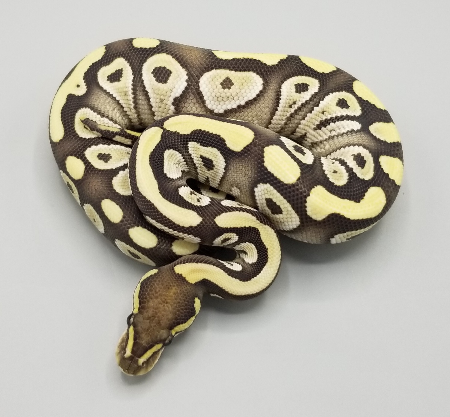 Desert Ghost Mojave Ball Python by Milbradt & Caponetto Pythons ...