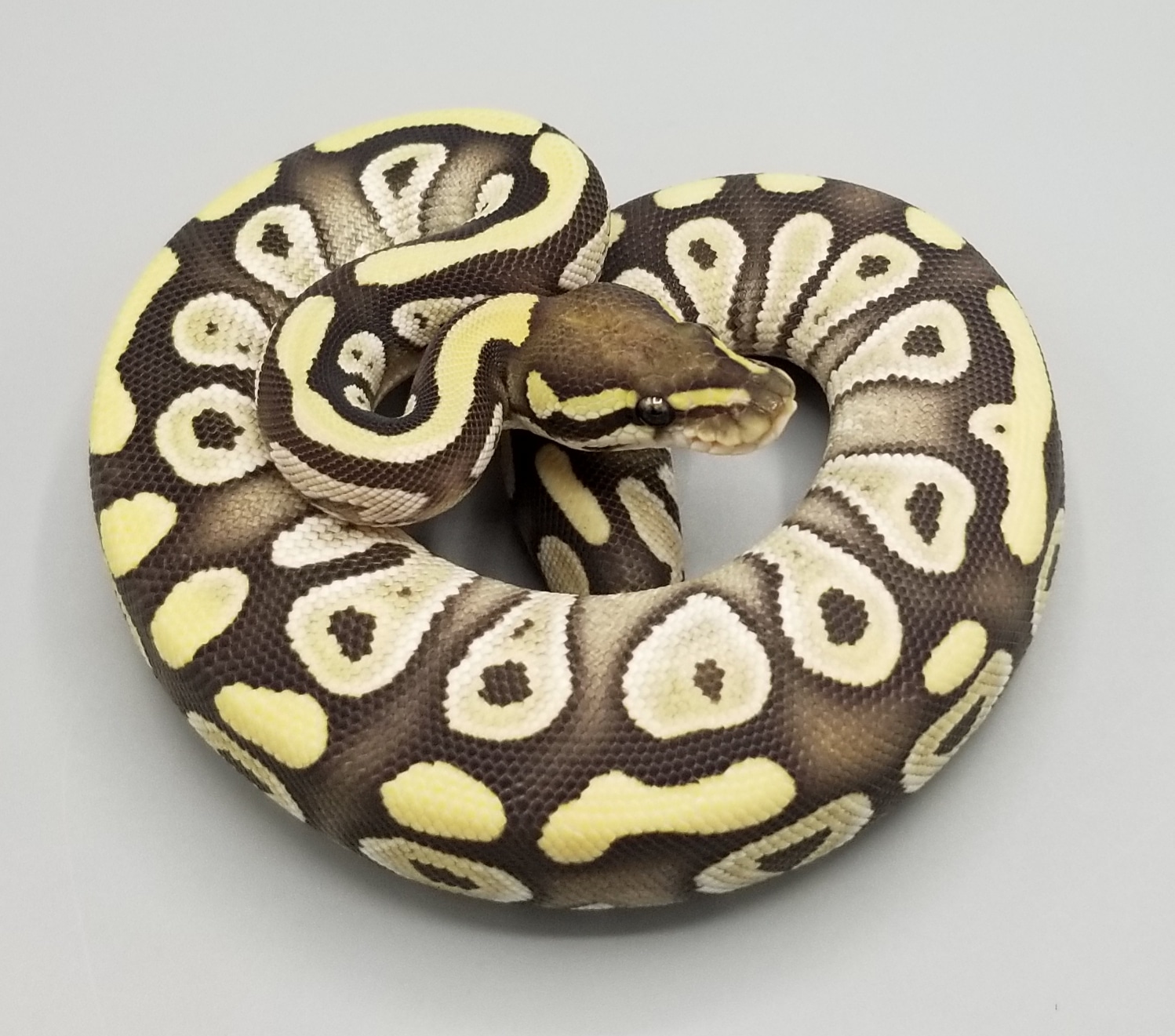 Desert Ghost Mojave Ball Python by Milbradt & Caponetto Pythons ...