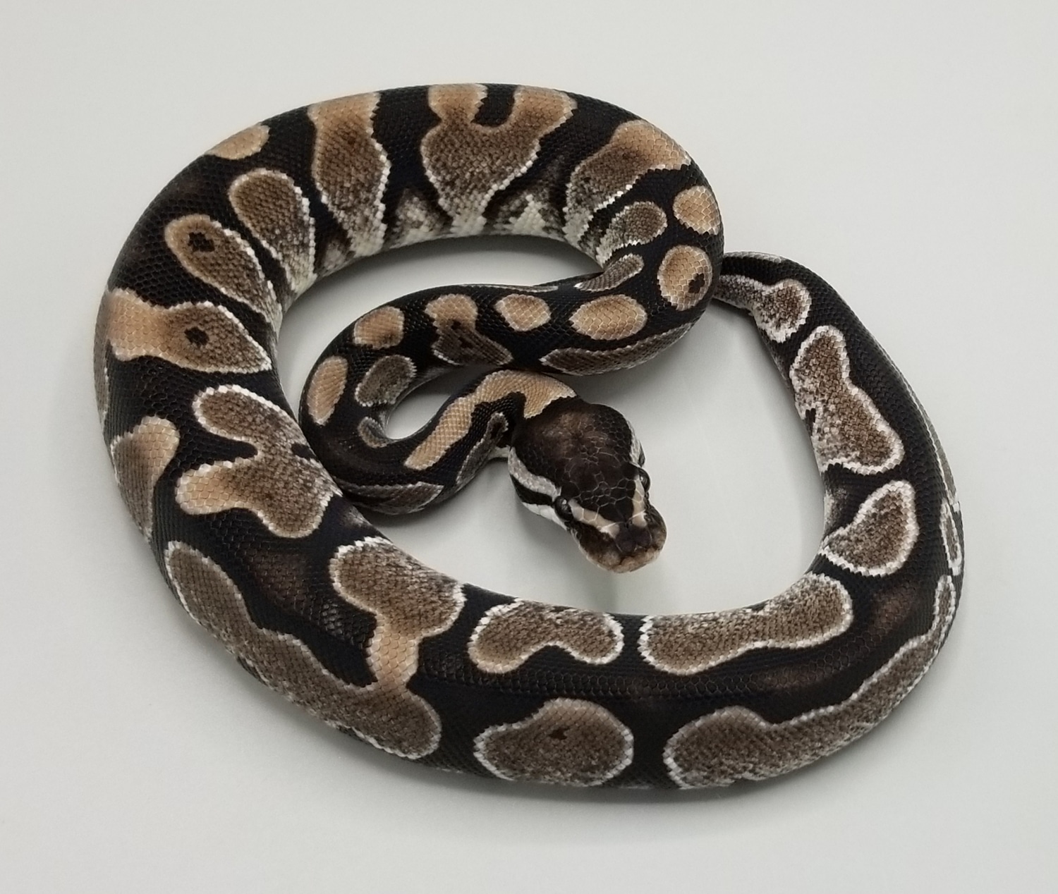 Calico VPI Axanthic Het Desert Ghost Ball Python by Milbradt ...
