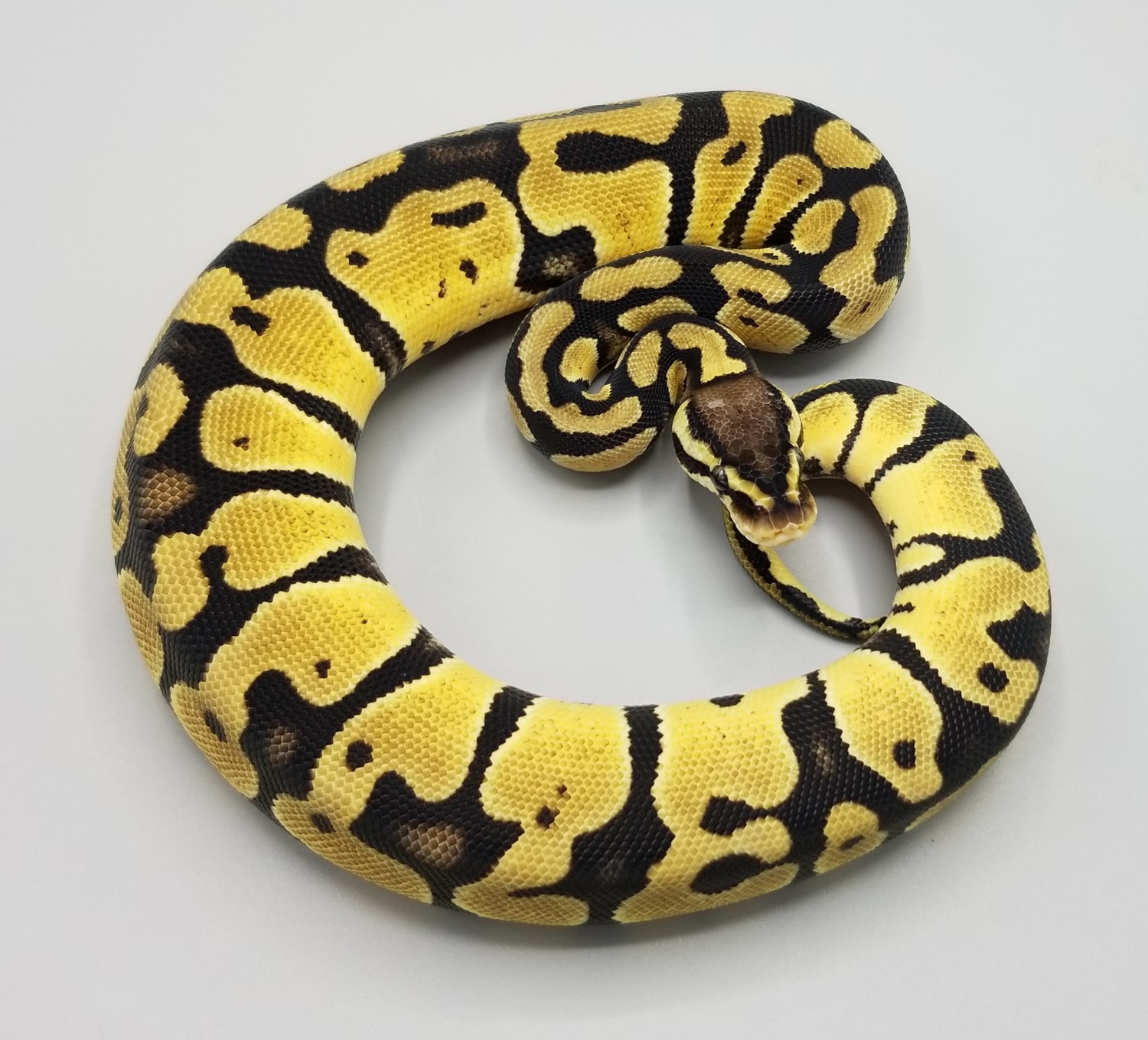 Pastel Double Het VPI Axanthic/Clown 66% Het Desert Ghost Ball Python ...
