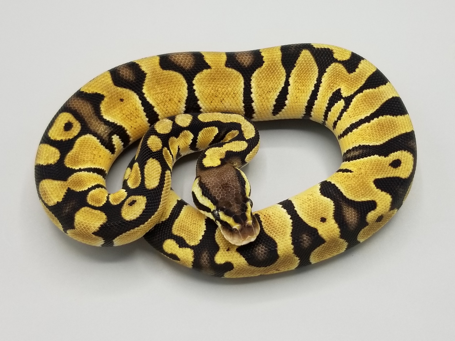 Pastel Double Het VPI Axanthic/Clown 66% Het Desert Ghost Ball Python ...